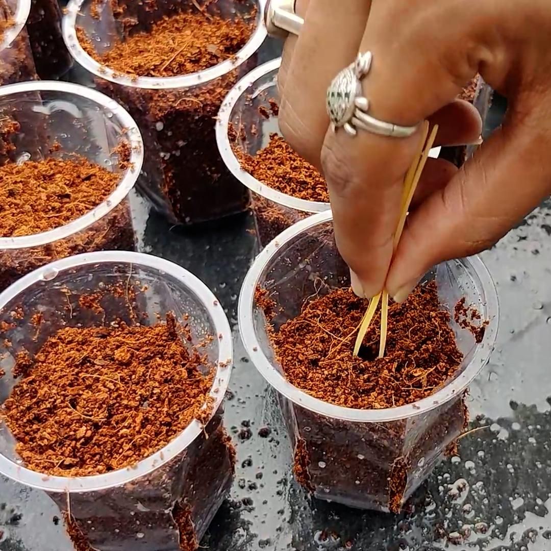 Growing Chillis Without Soil? a Budget-Friendly Hydroponic Hack for ...