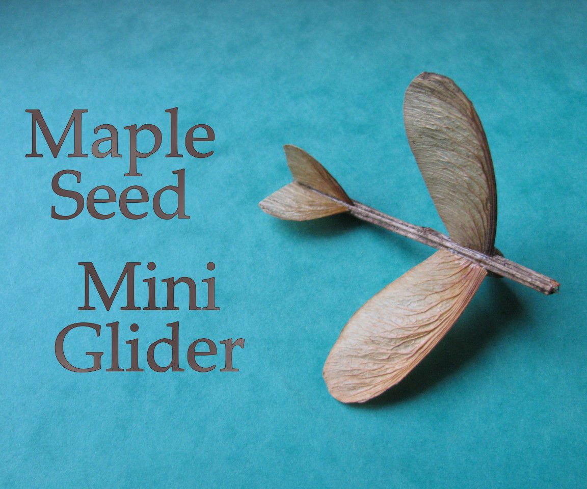Maple Seed Mini Glider : 5 Steps (with Pictures) - Instructables