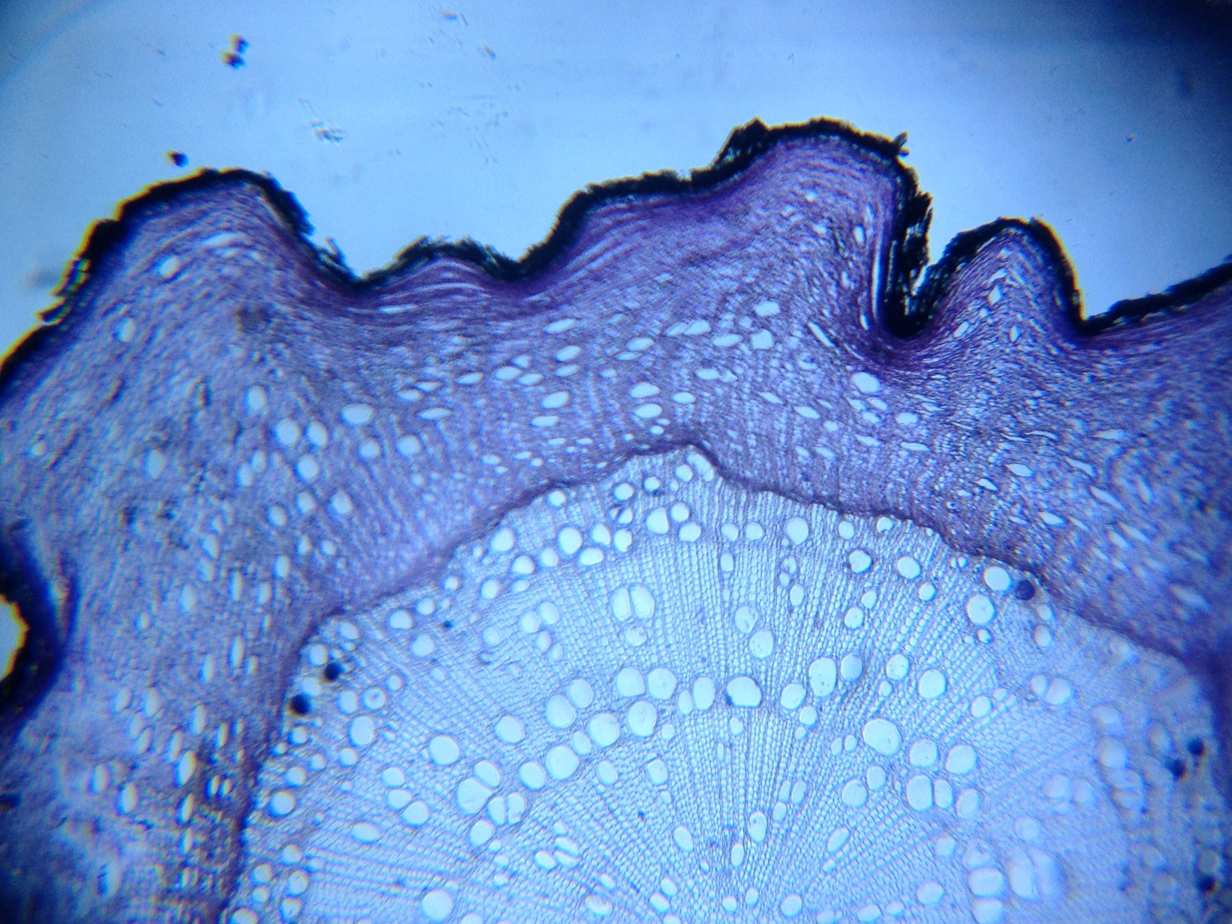 $10 Smartphone to Digital Microscope Conversion! : 9 Steps (with ...