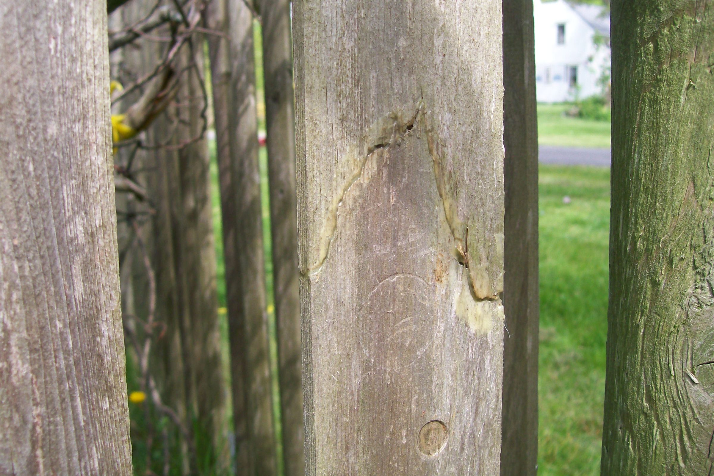 Picket Fence Repair : 5 Steps - Instructables