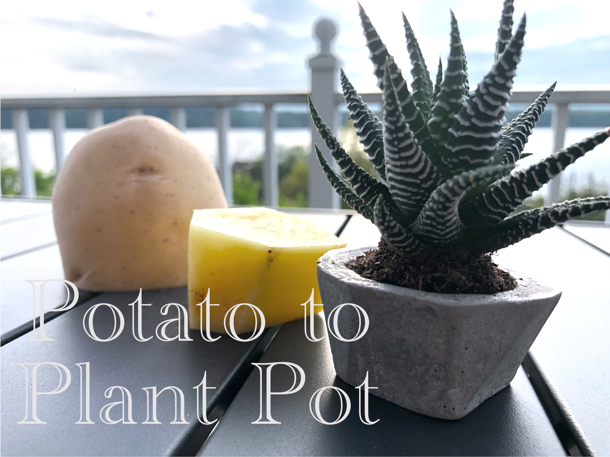 Potato to Plant Pot : 6 Steps - Instructables