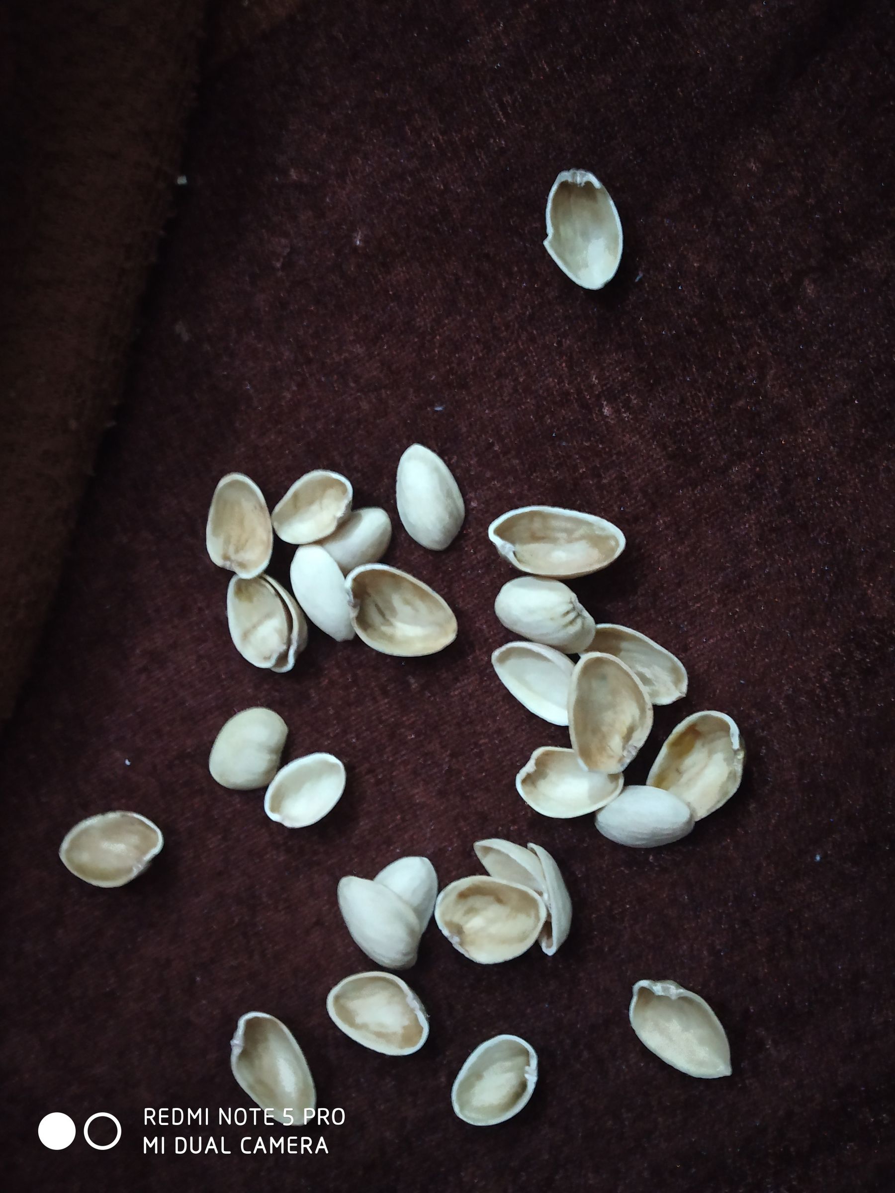 Pistachio Shell Jewellery : 8 Steps - Instructables