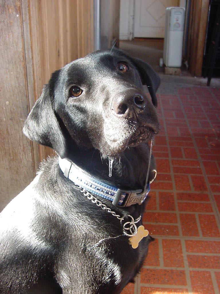 DIY Doggie Diner : 7 Steps (with Pictures) - Instructables