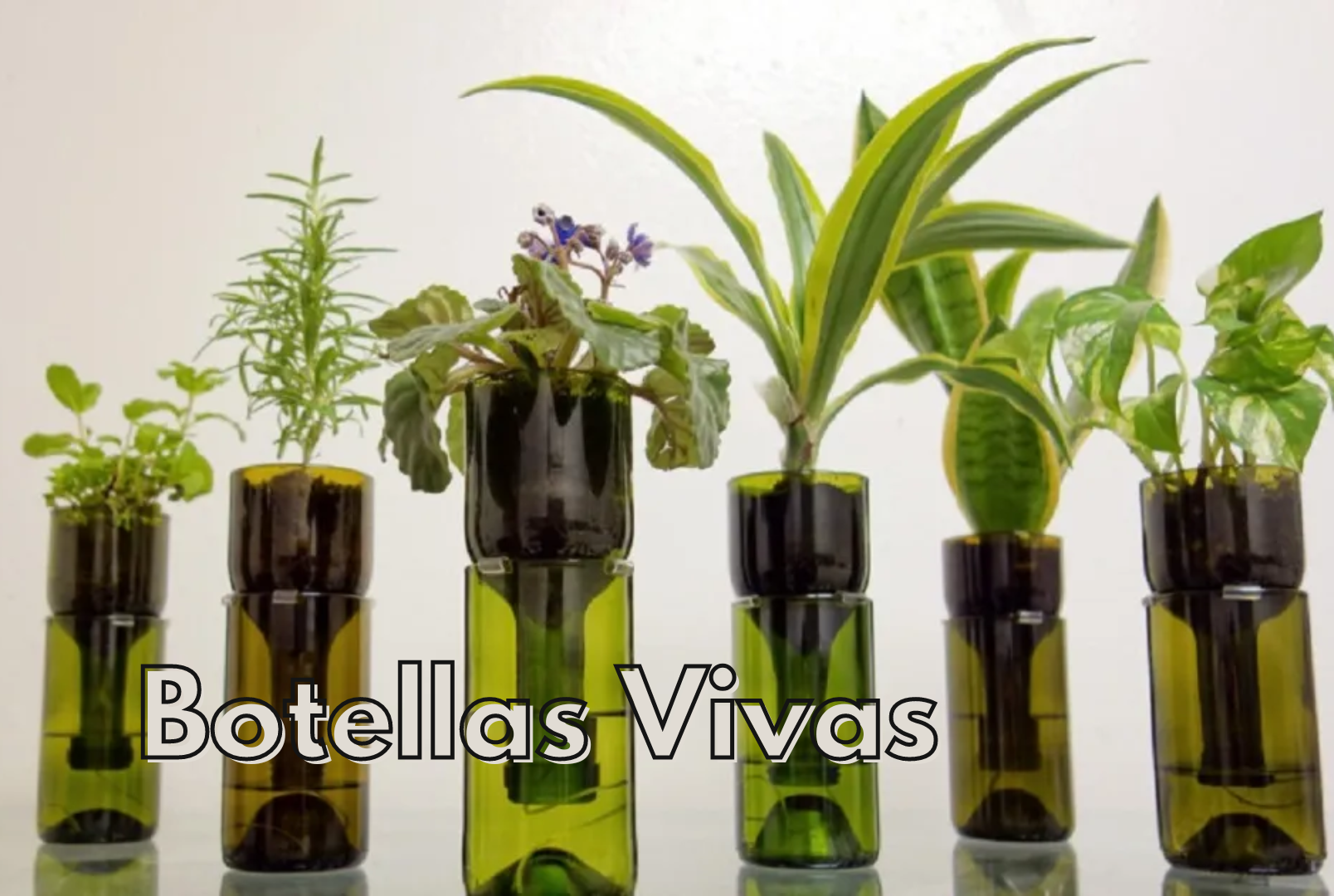 BOTELLAS VIVAS : 11 Steps - Instructables