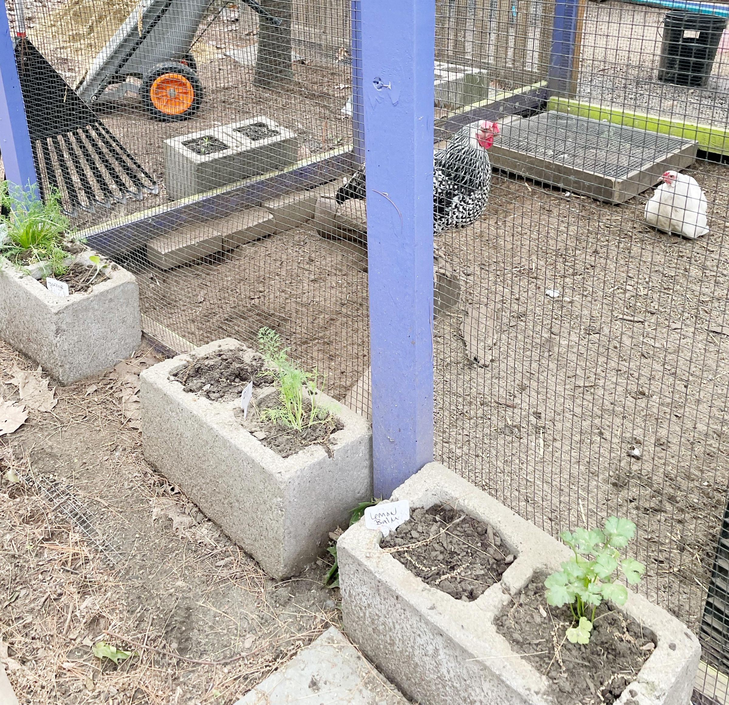 Grazing Frame for Backyard Chickens : 5 Steps (with Pictures ...