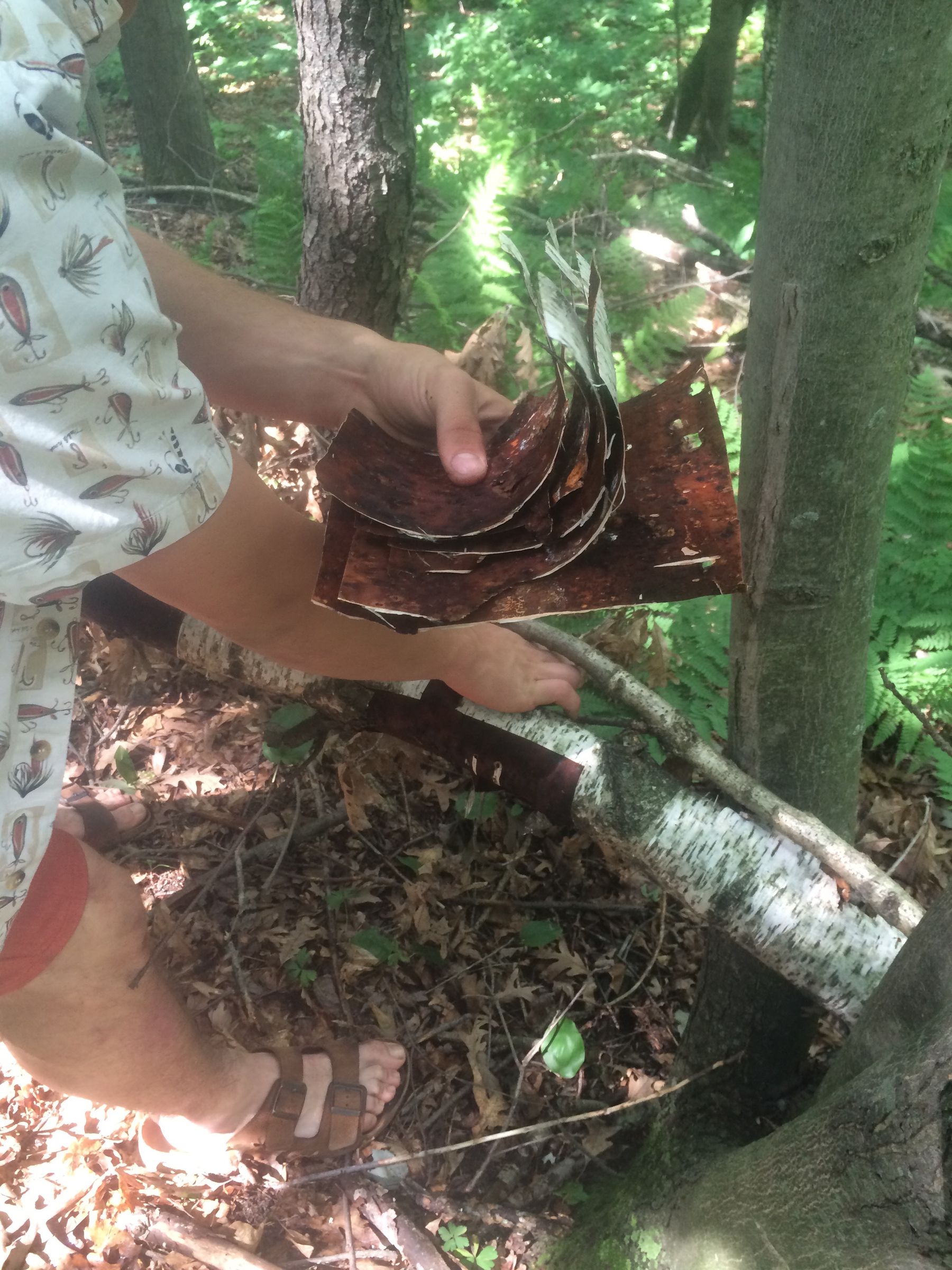 Birch Bark Resin: Bug Repellent : 4 Steps (with Pictures) - Instructables