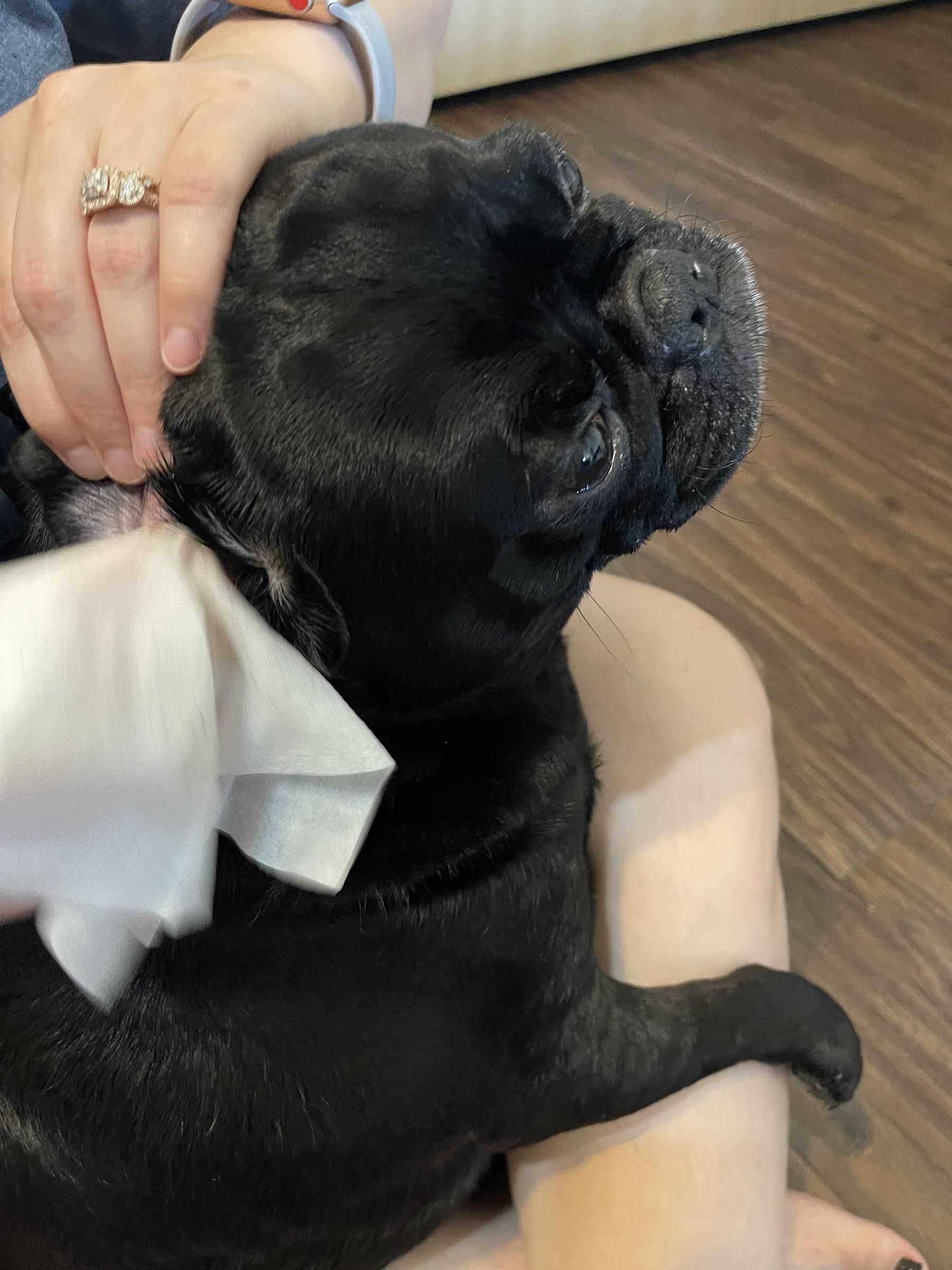 How to Groom Your Pug : 13 Steps (with Pictures) - Instructables