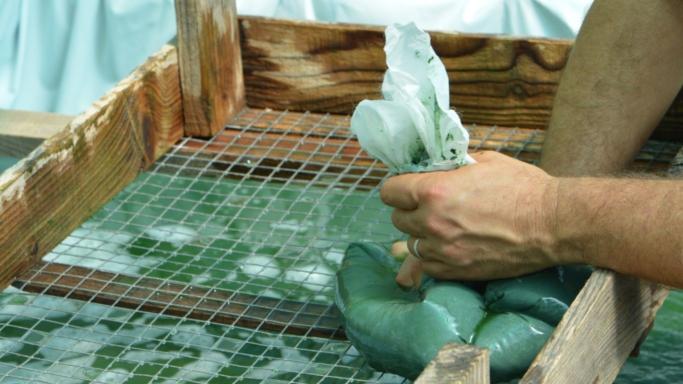 Homemade Low-tech Organic Spirulina Culture : 19 Steps - Instructables
