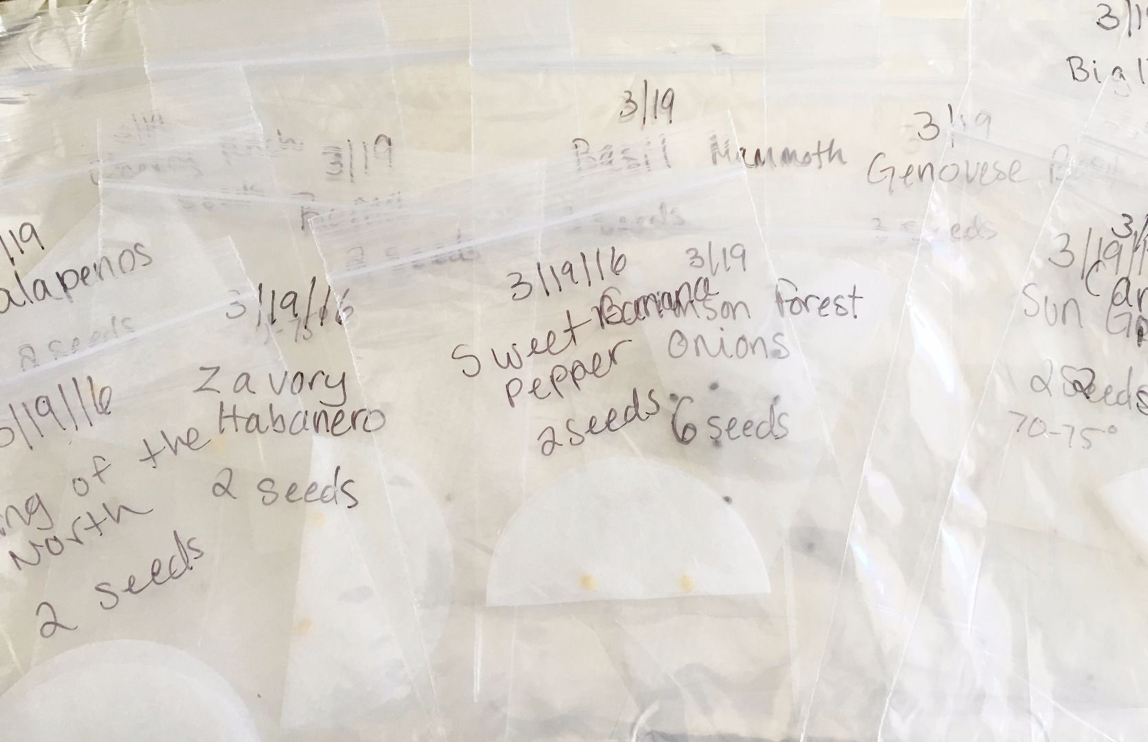 Pre-Sprouting Seeds : 7 Steps (with Pictures) - Instructables