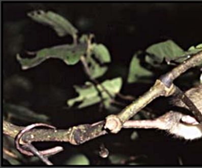 Eliminating Tree Rats : 13 Steps (with Pictures) - Instructables