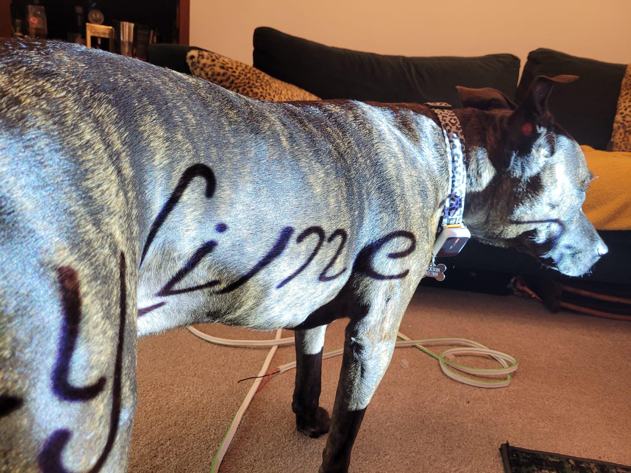 Dynamic Neon Arduino Driven Sign : 6 Steps (with Pictures) - Instructables