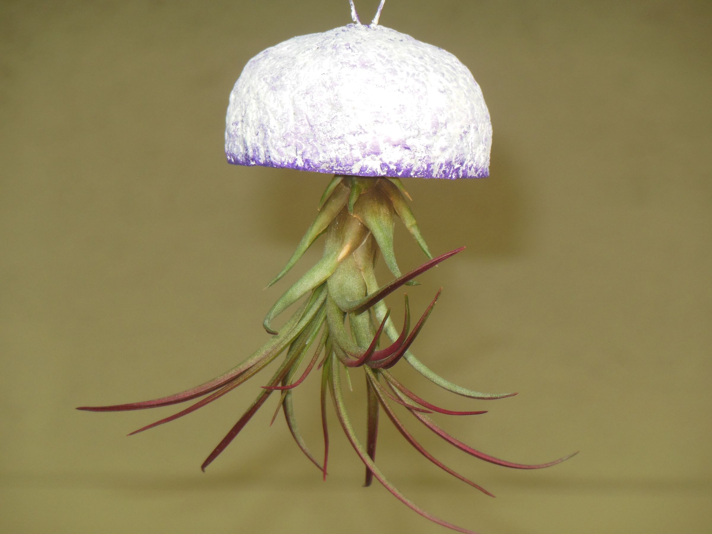 Jellyfish Air Plant Planter : 8 Steps (with Pictures) - Instructables