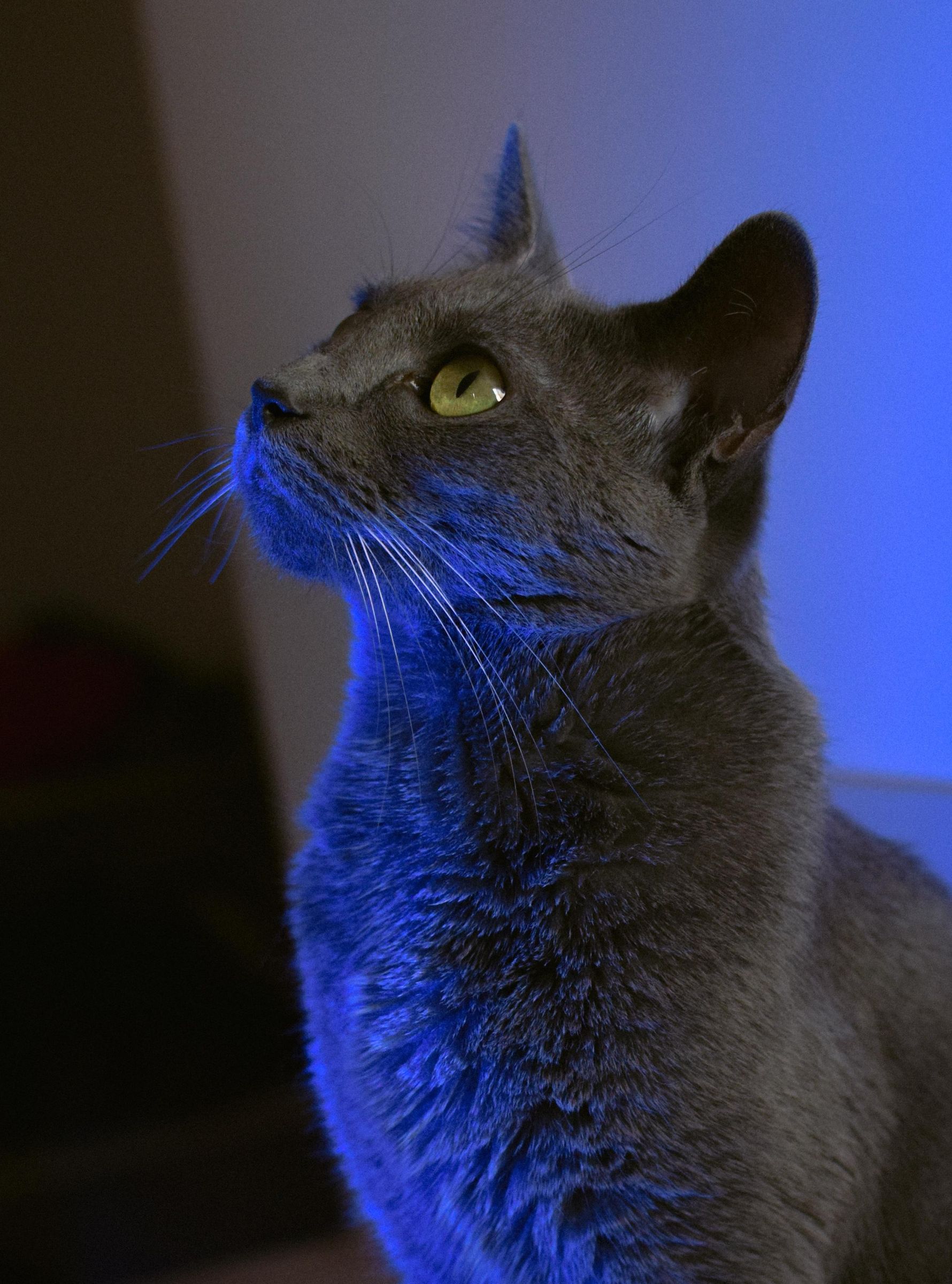 Build a Pocket RGB LED Light for Your Home Photo Studio : 5 Steps (with ...