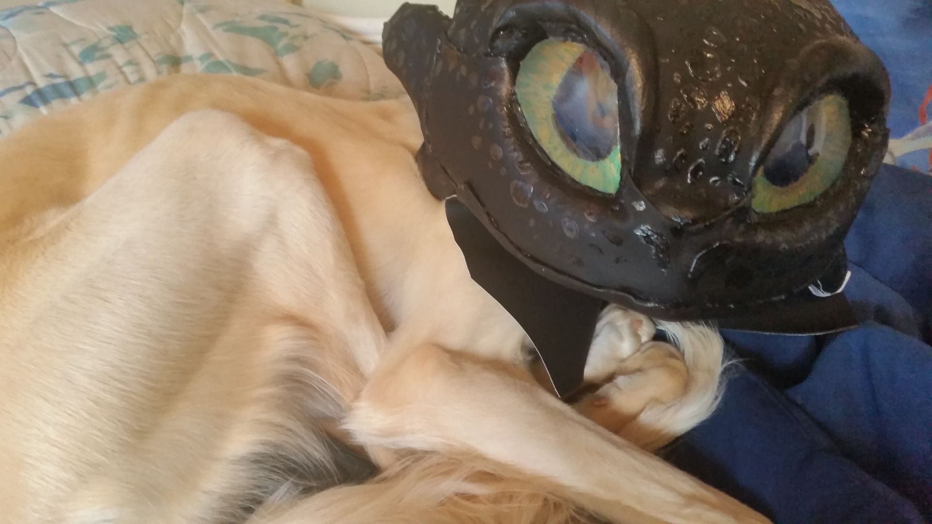 Toothless Costume (for Dogs!) : 6 Steps (with Pictures) - Instructables