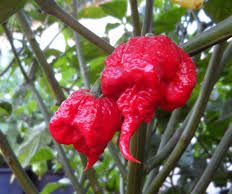 Growing the Carolina Reaper : 5 Steps - Instructables