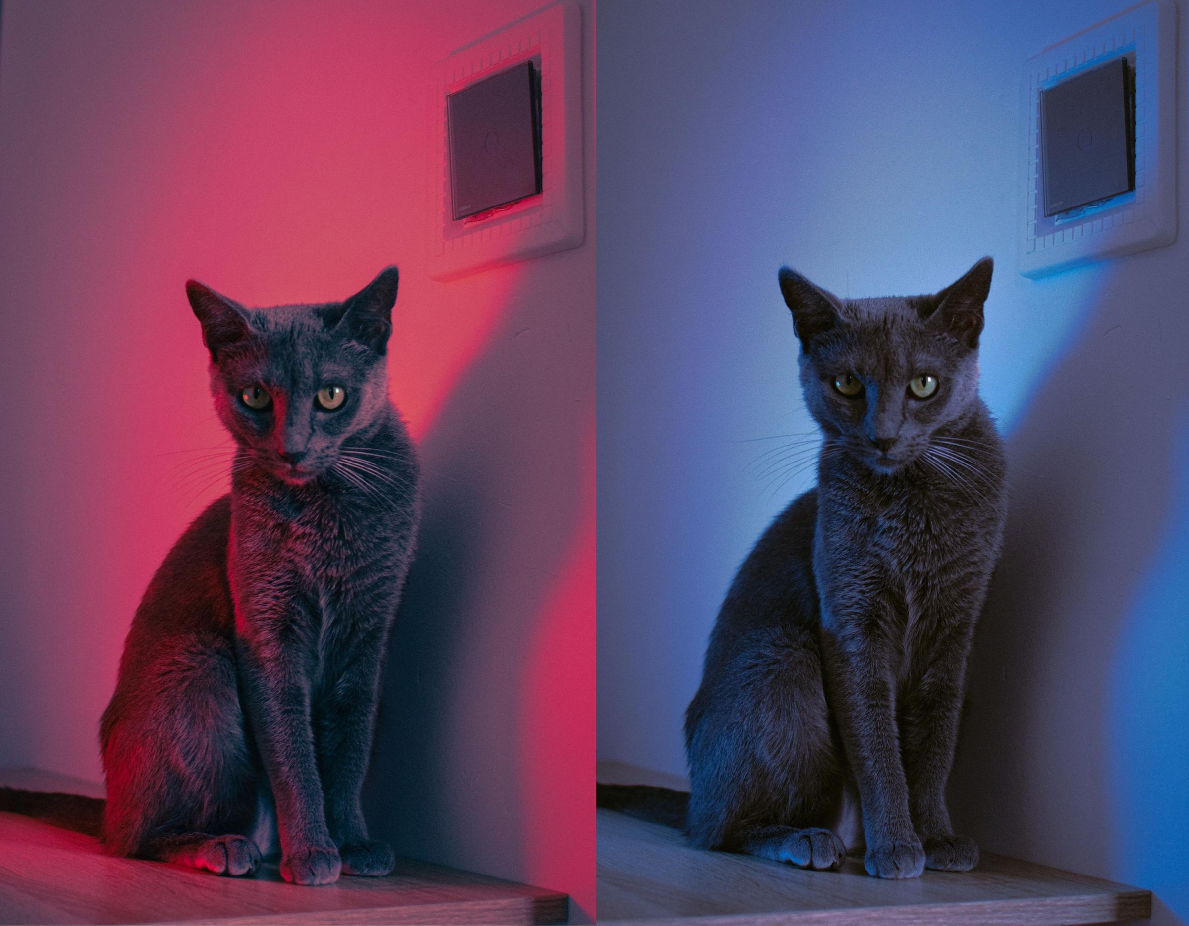 Build a Pocket RGB LED Light for Your Home Photo Studio : 5 Steps (with ...