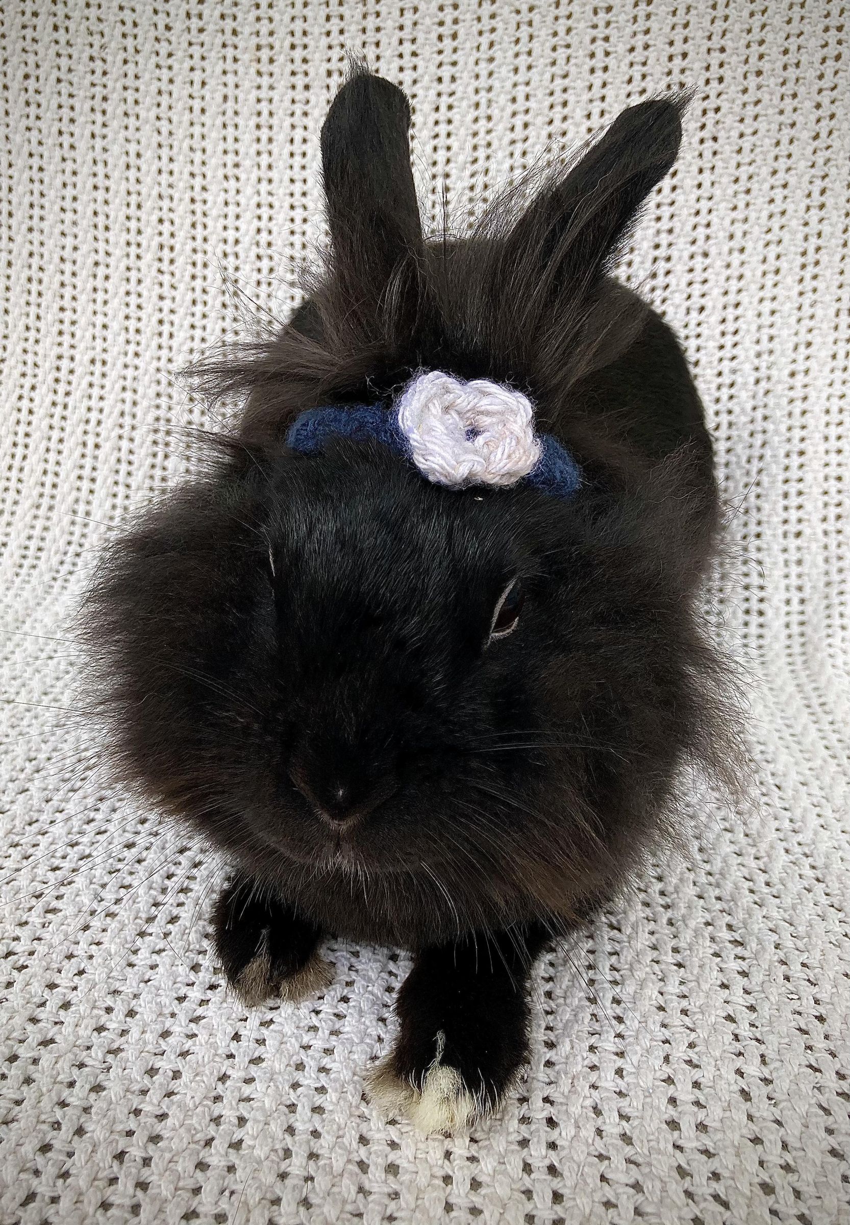 A Basic Guide to Bunny Hats : 5 Steps (with Pictures) - Instructables
