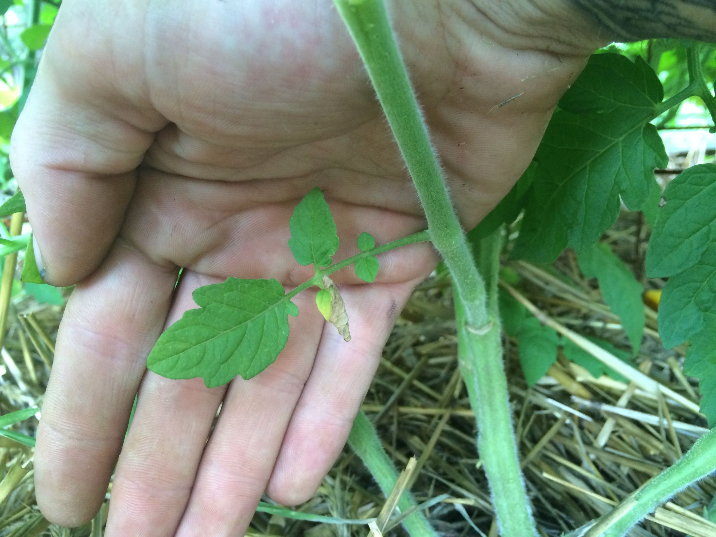 Pruning Tomatoes for Maximum Yield : 3 Steps (with Pictures ...