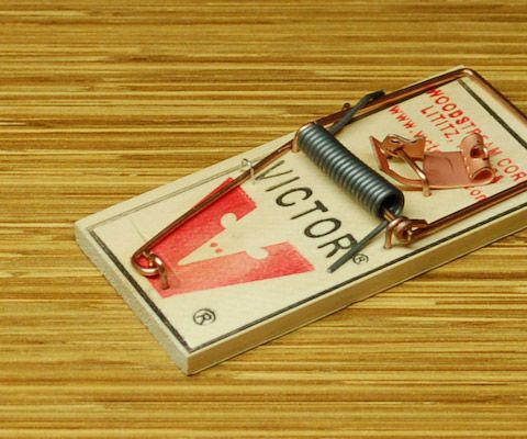 Setting a Mouse Trap | the Best Mouse Trap | Humane Mouse Traps | Glue ...