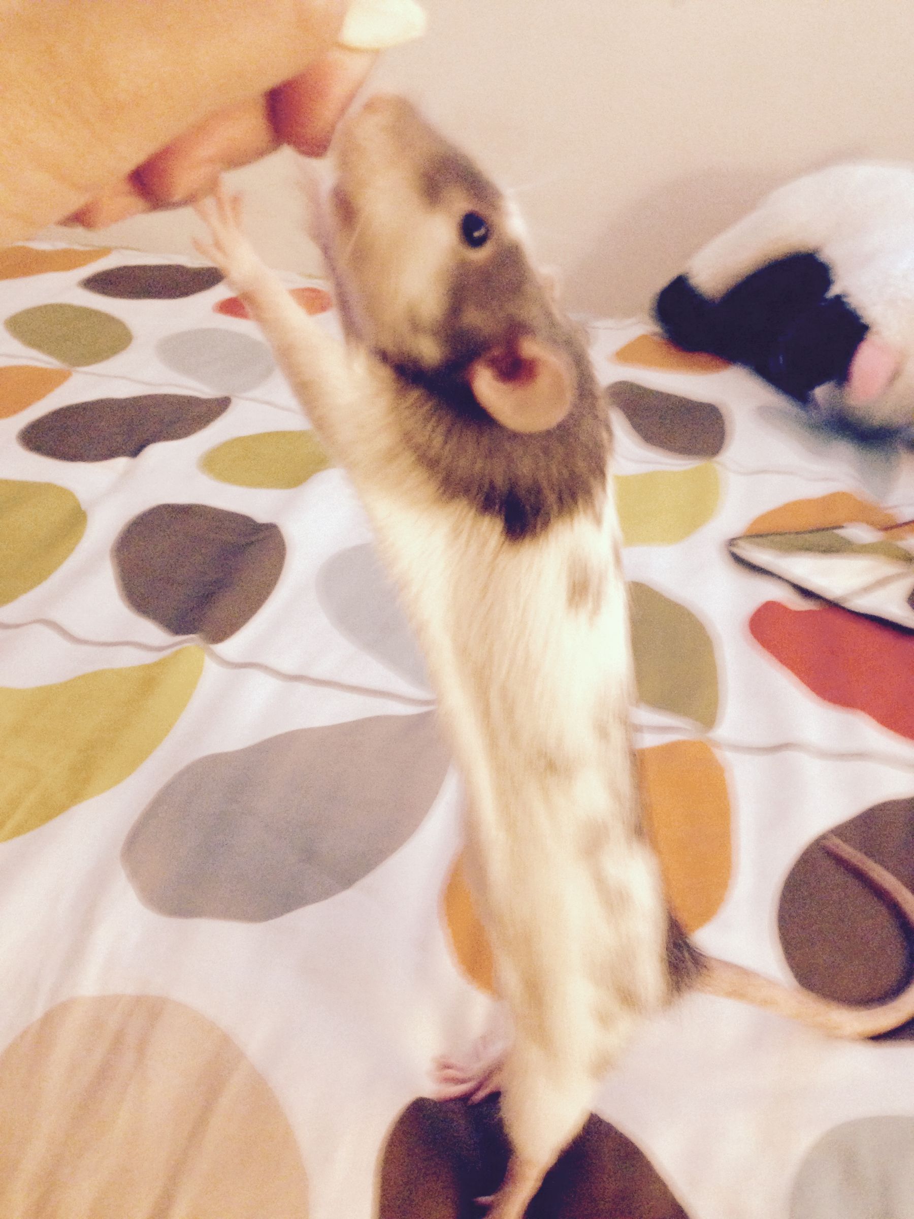 How to Train Your Rat and Other Rodents : 6 Steps - Instructables