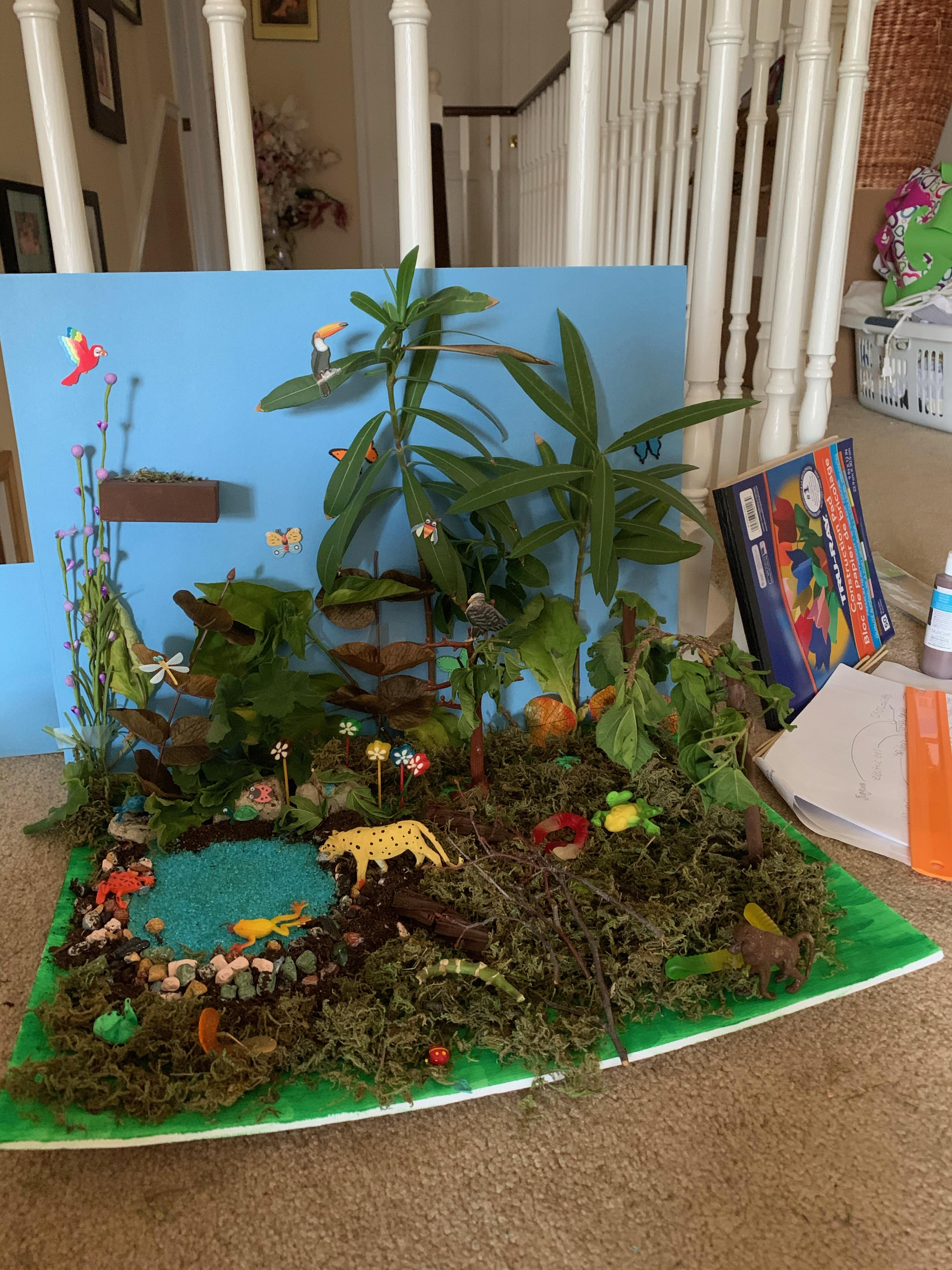 Tropical Rainforest Ecosystem Diorama : 13 Steps (with Pictures ...