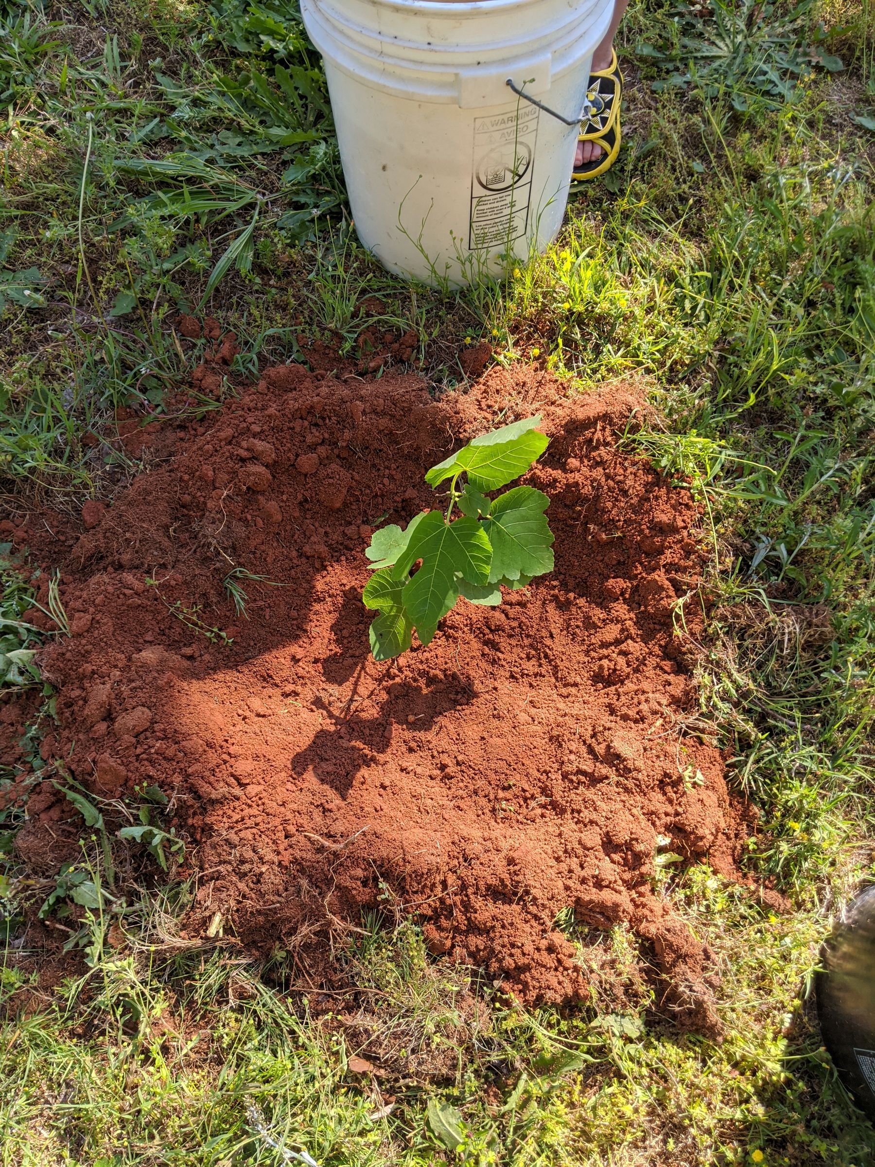 Planting Fig Tree Offshoots : 8 Steps - Instructables