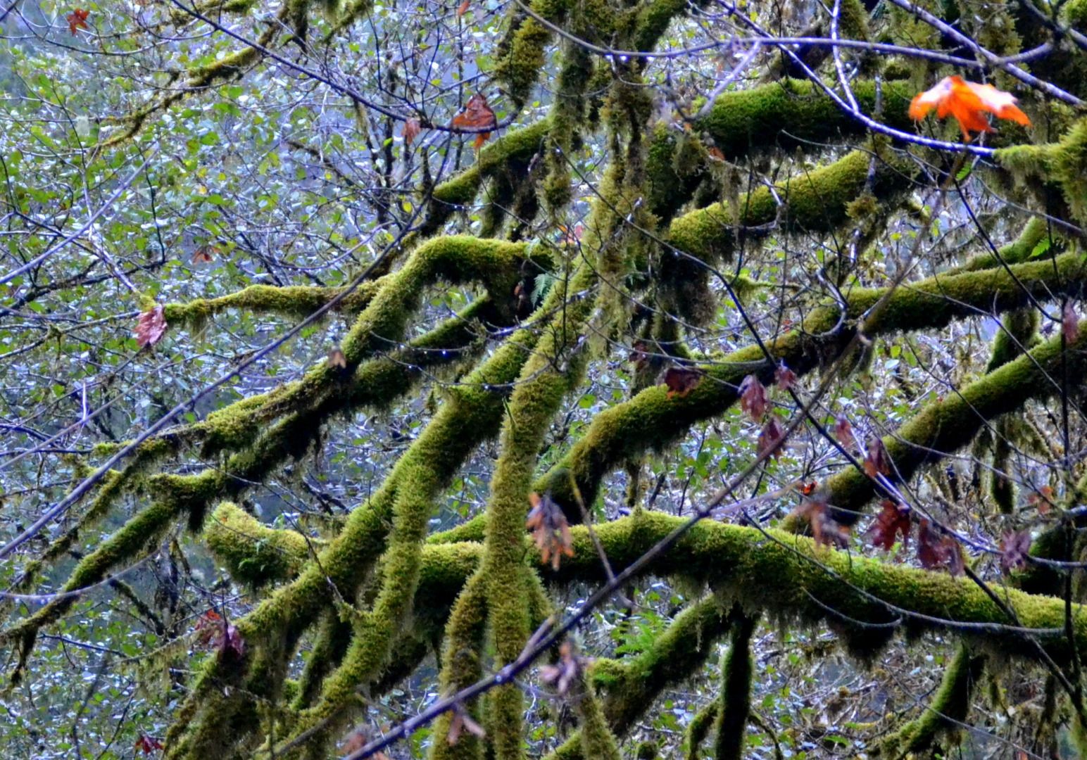 Battling Nature Deficit Disorder* With a Camera : 8 Steps (with ...