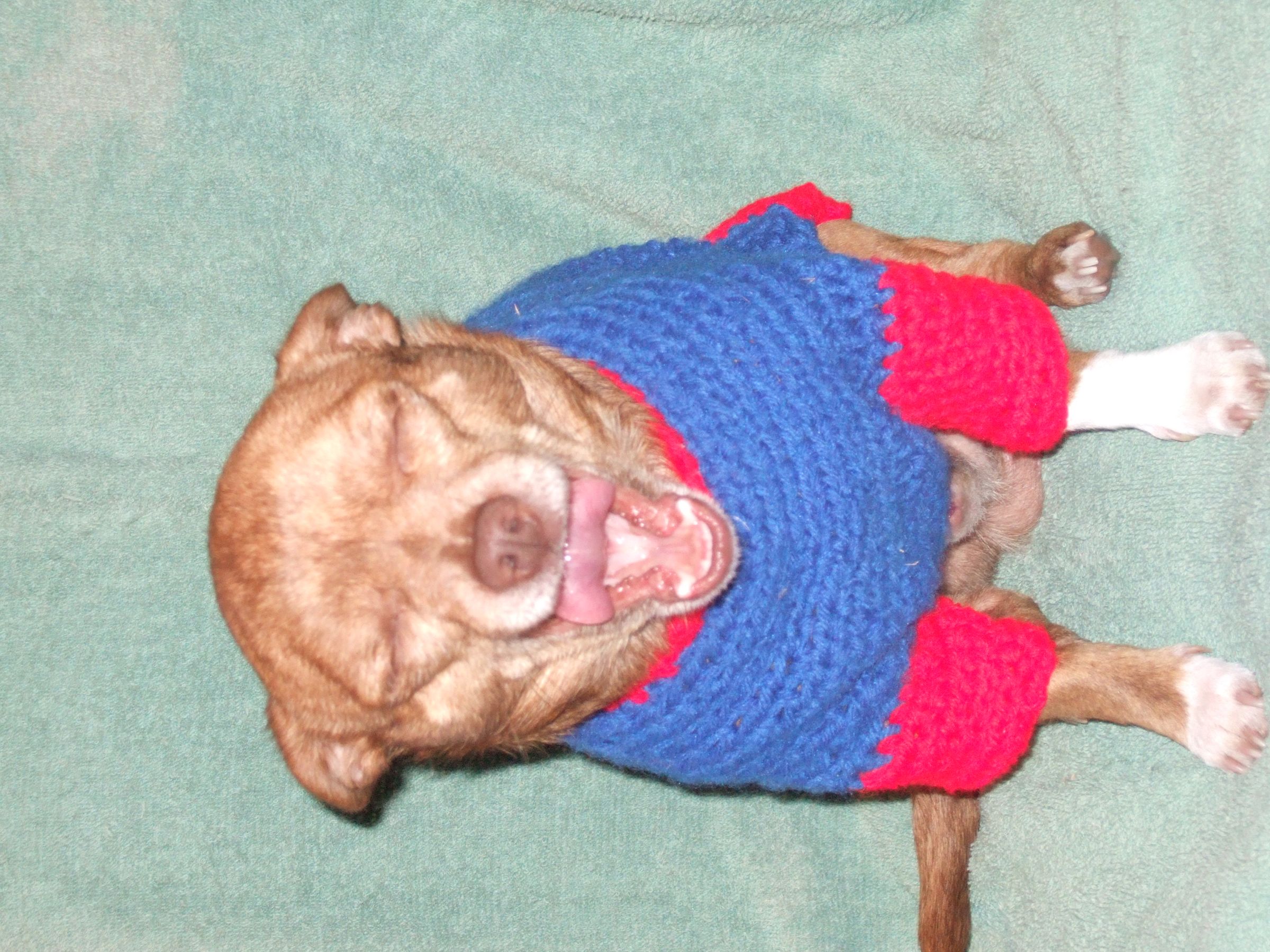 A Warm Puppy Sweater - Instructables
