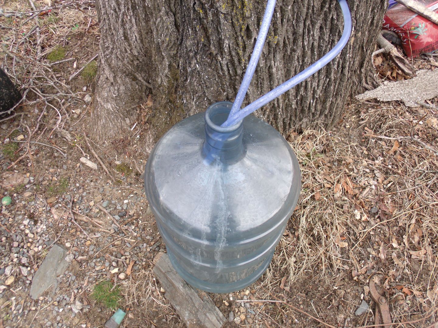 Back Yard Maple Syrup : 4 Steps (with Pictures) - Instructables