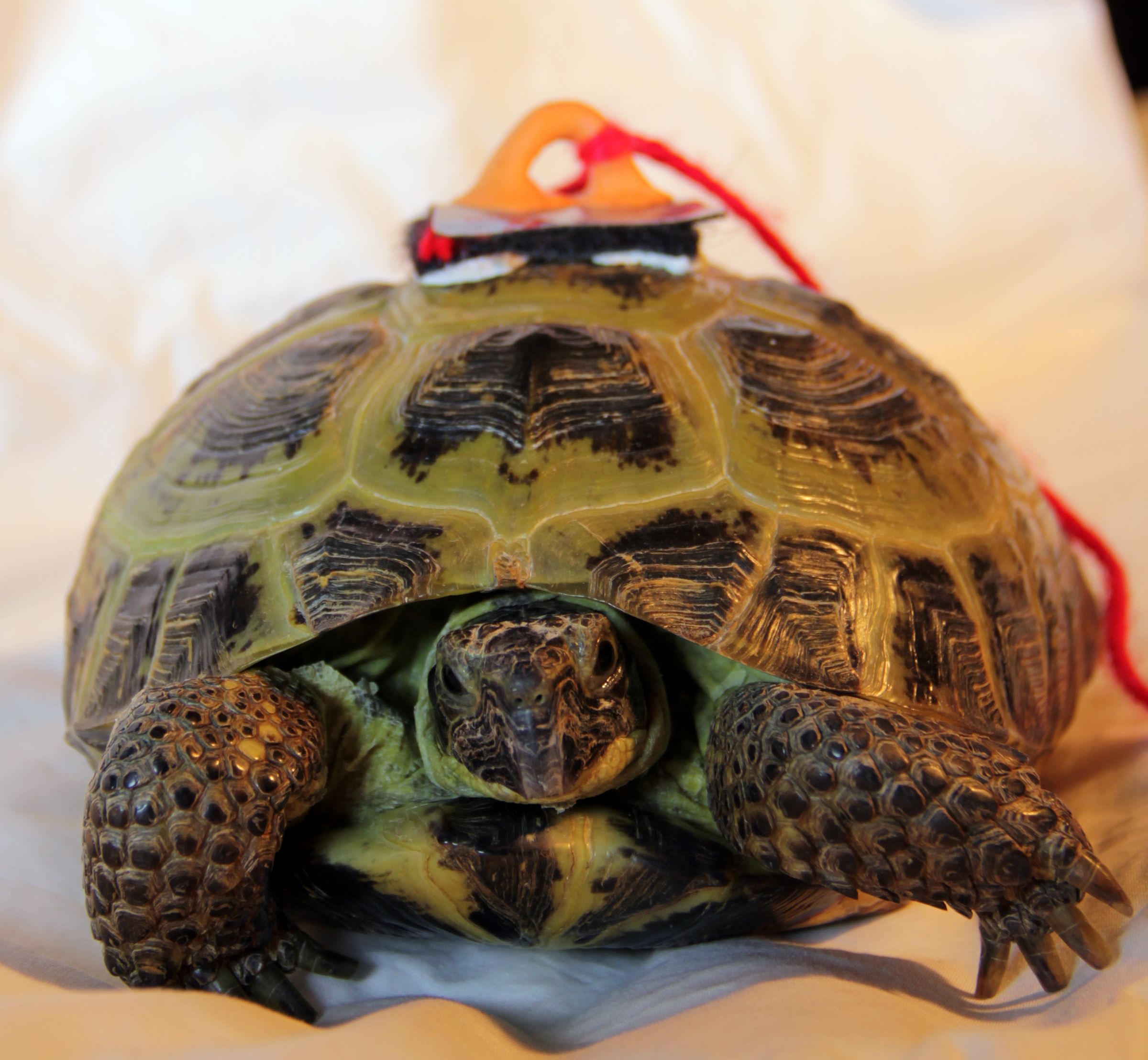 Tortoise Tracker (Analogue Version) : 5 Steps (with Pictures ...