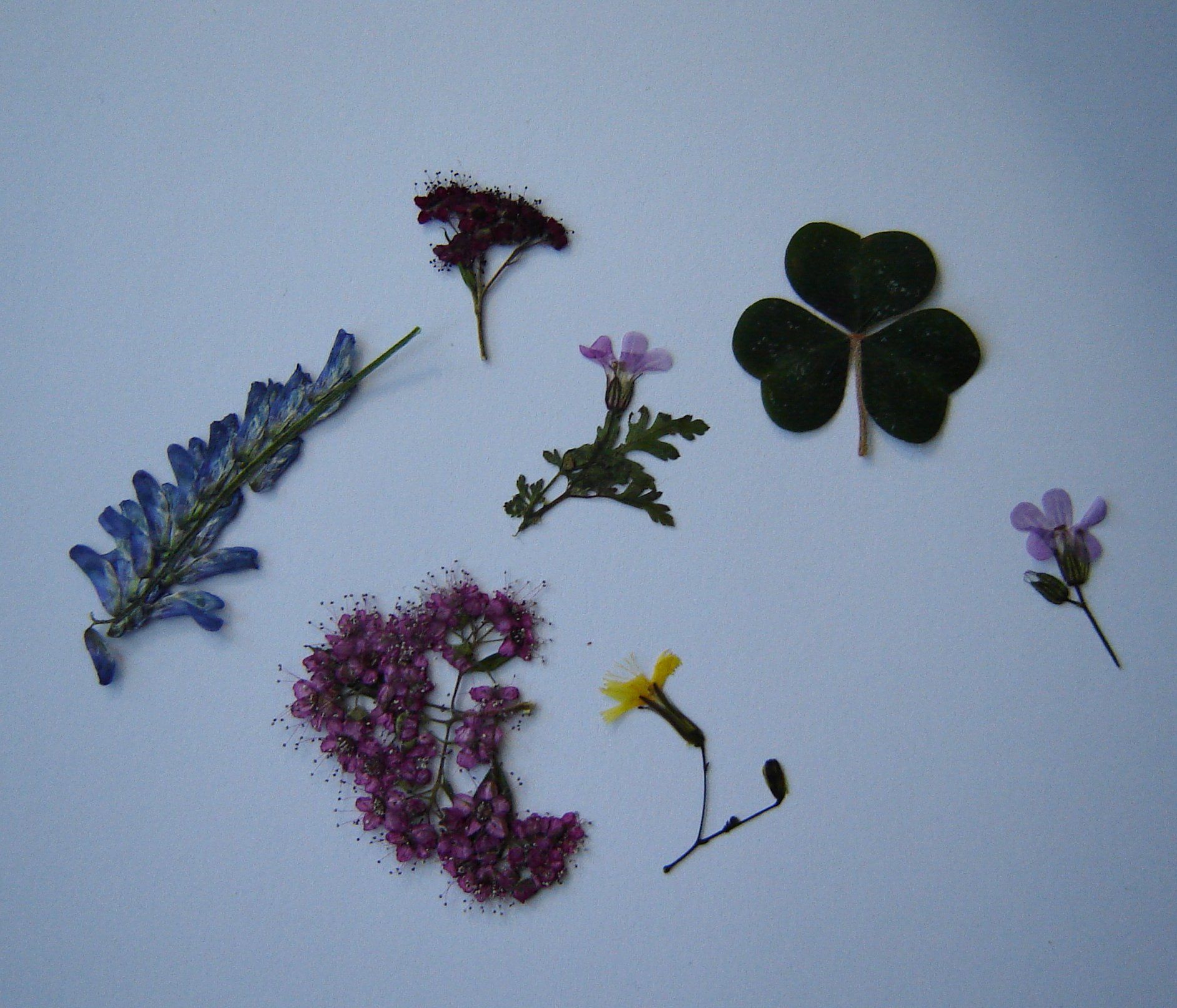 Pocket Flower Press : 7 Steps (with Pictures) - Instructables