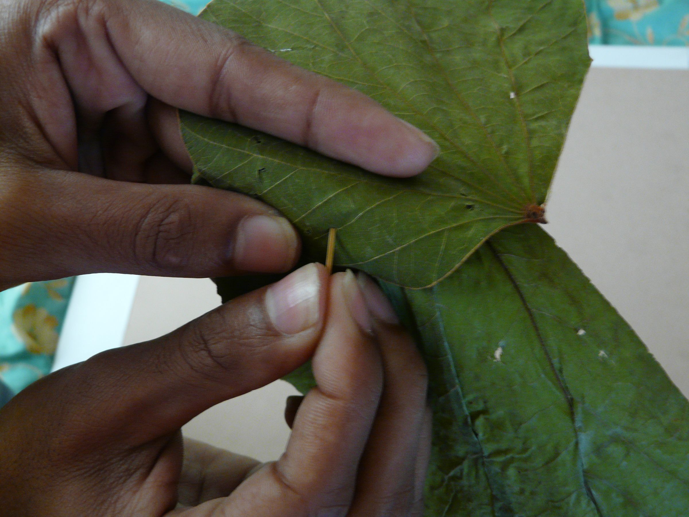 Pattal - Leaf Plate (Made of Banyan & Sal Leaf ) : 10 Steps - Instructables
