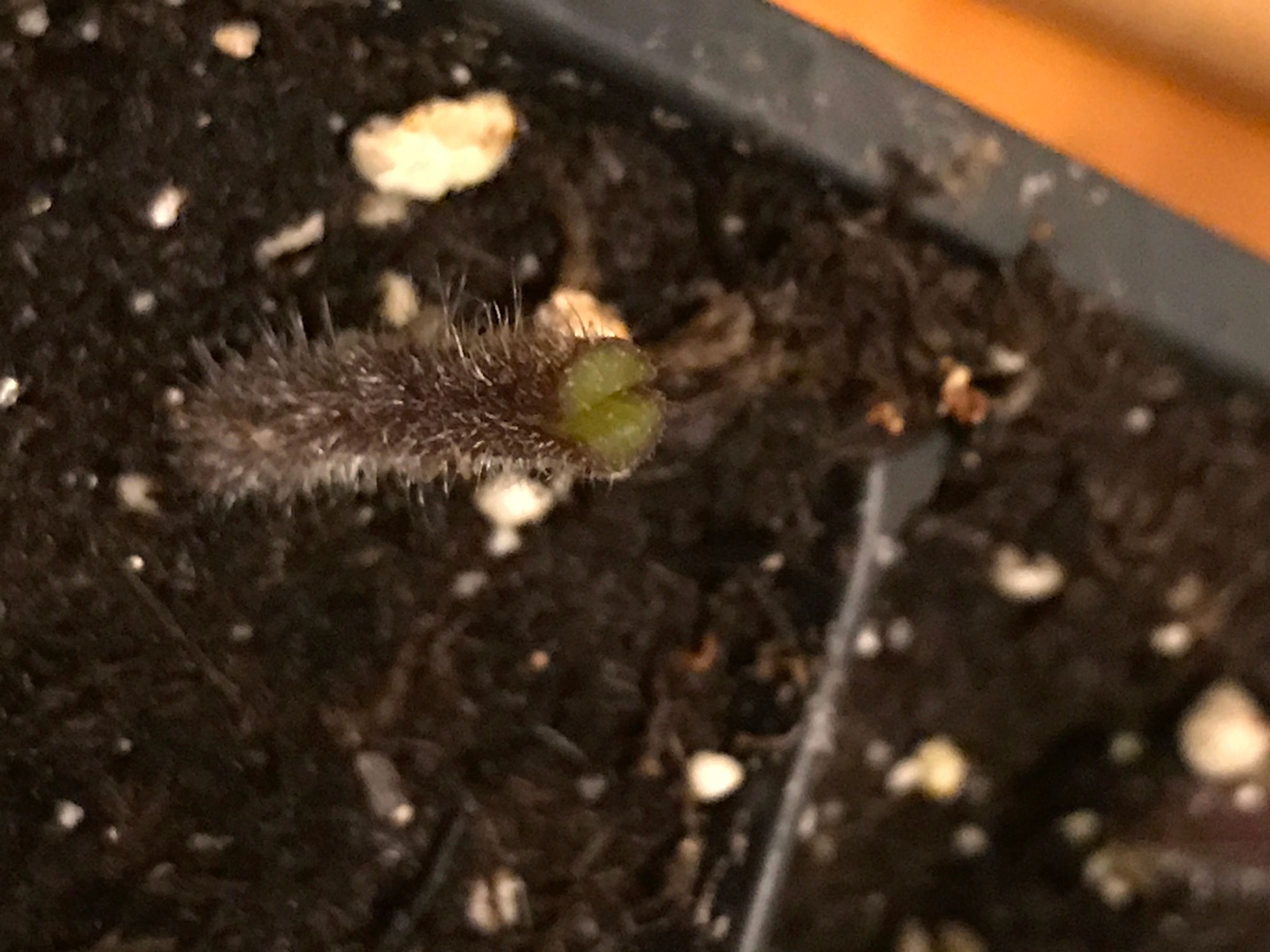 PlantGrafting : 8 Steps (with Pictures) - Instructables