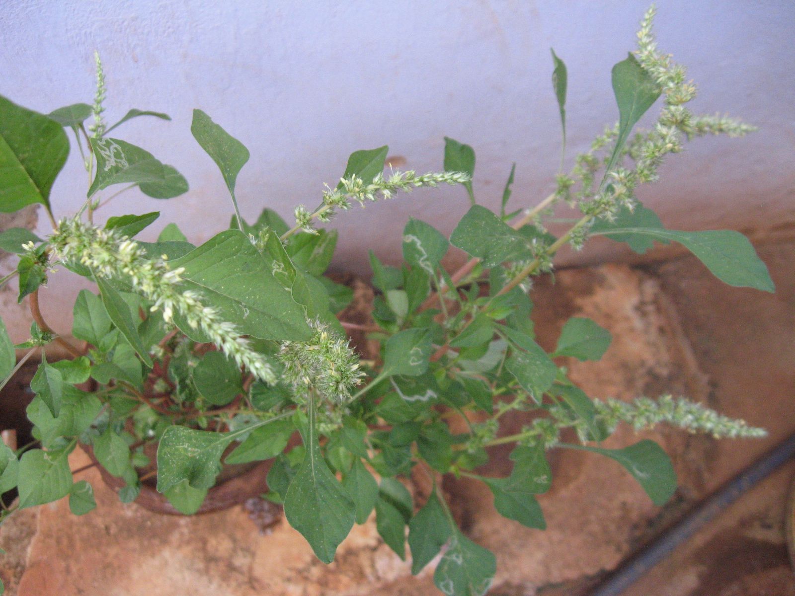 How to Grow Amaranth From Stems and Collect Seeds : 5 Steps (with ...