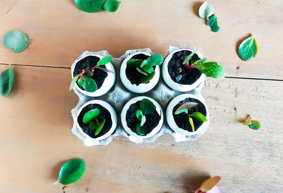 Egg Shell Planter | Gardening : 5 Steps (with Pictures) - Instructables
