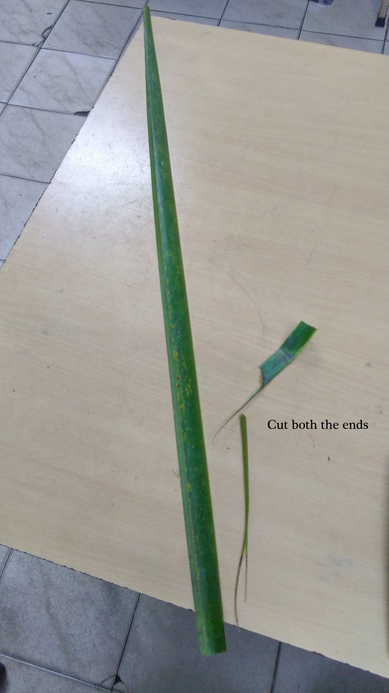Coconut Leaf Whistle Instrument : 6 Steps - Instructables