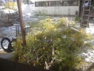 Woven Branch Playhouse: What Does One Do With a Branch Shedding Tree ...