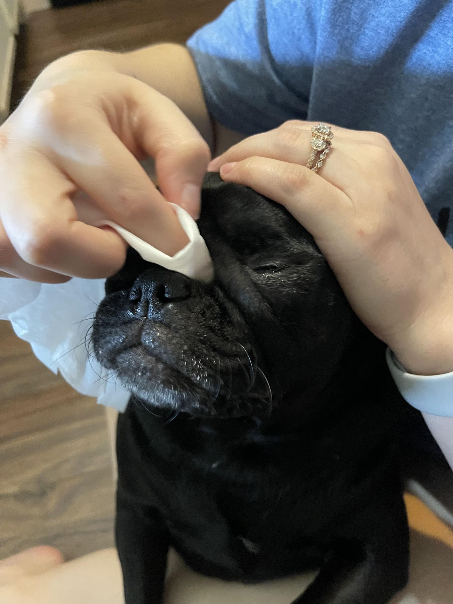 How to Groom Your Pug : 13 Steps (with Pictures) - Instructables