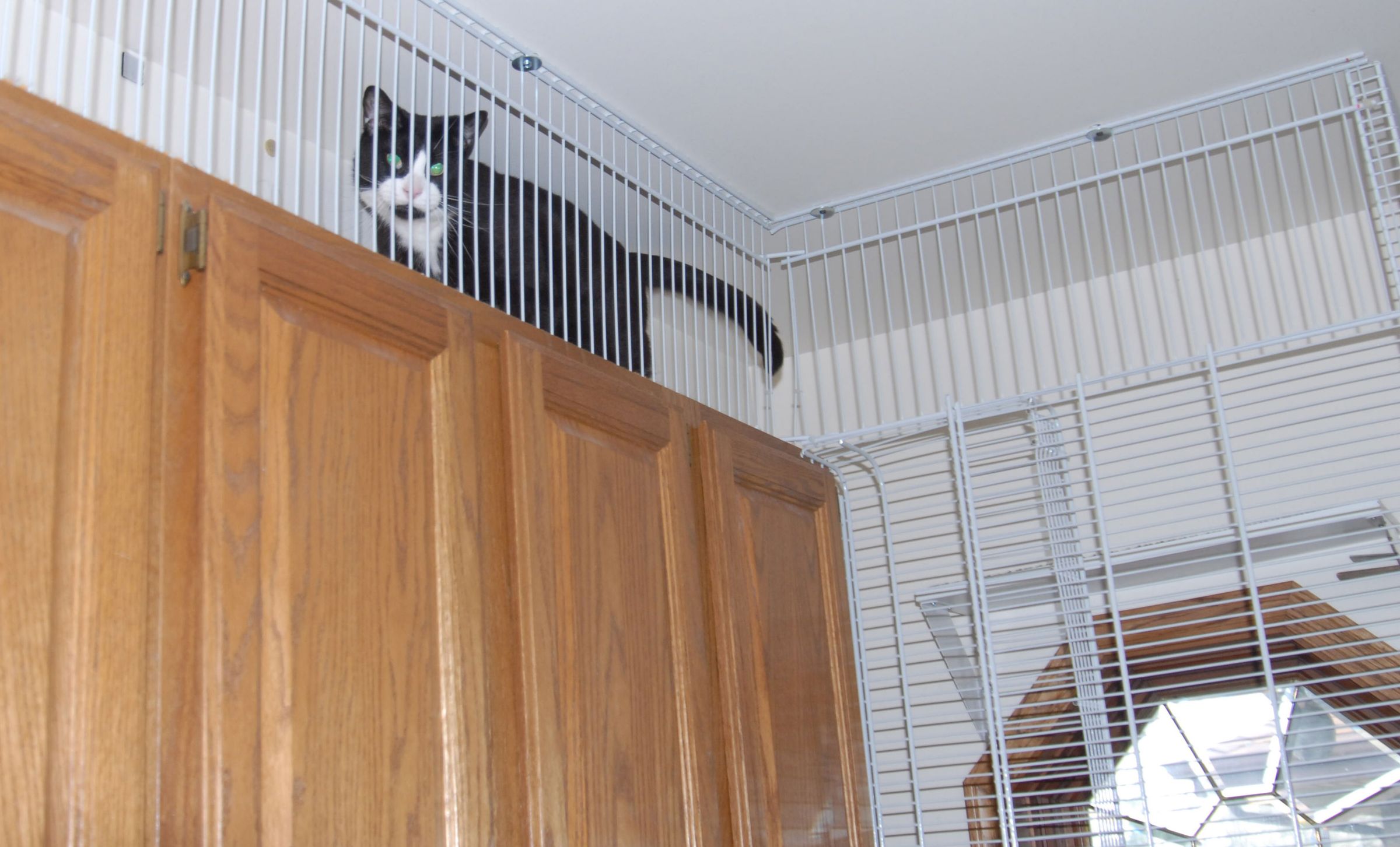 Cat Enclosure - Tunnel, Save Space ('CatWalk Is My Road' - AKahn ...