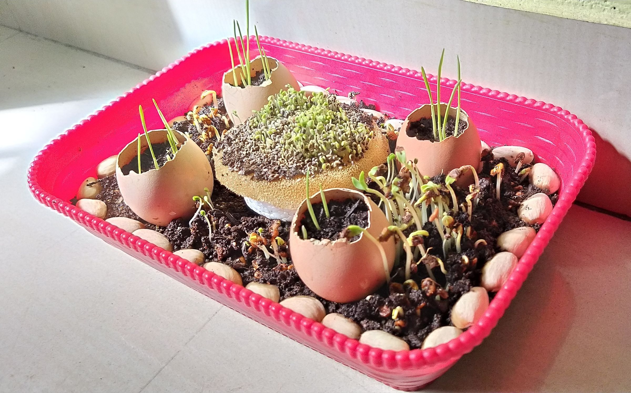 Micro Greens - Perfect for Indoors : 22 Steps (with Pictures ...