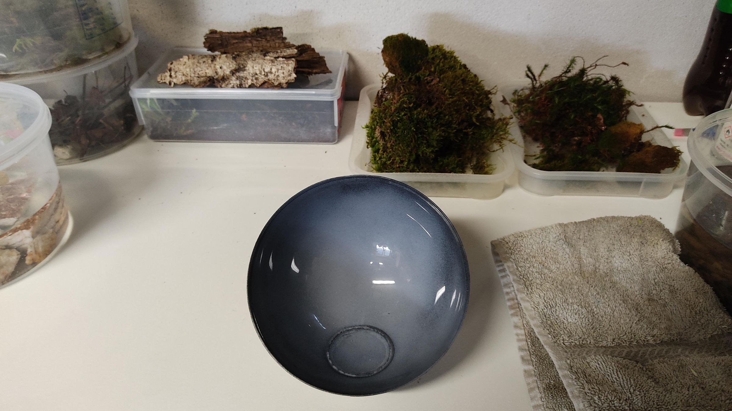 Desktop Spherical Moss Terrarium : 8 Steps (with Pictures) - Instructables