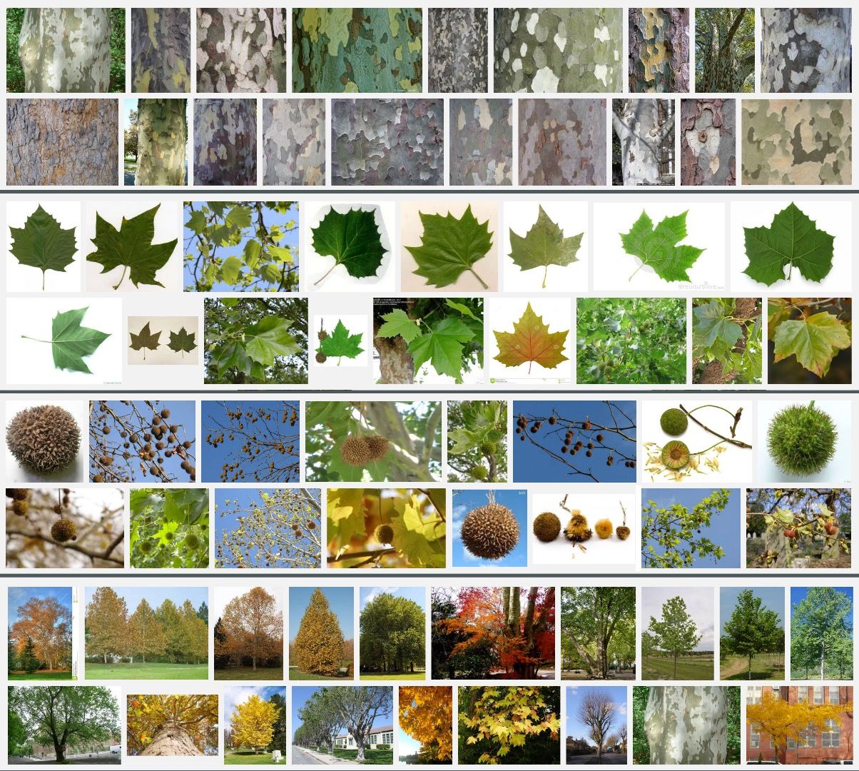 Tree Windscreen, San Francisco : 25 Steps - Instructables