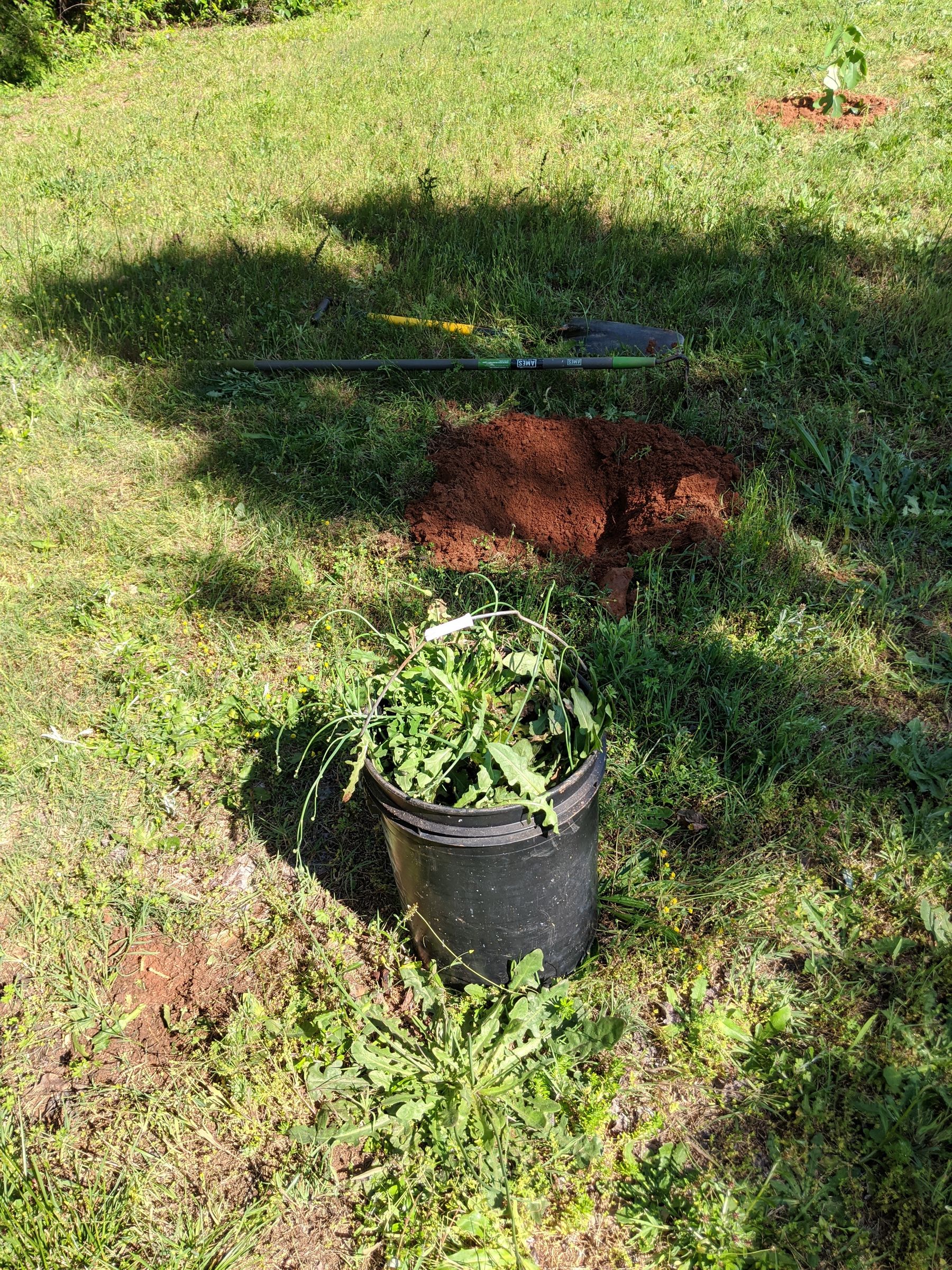 Planting Fig Tree Offshoots : 8 Steps - Instructables