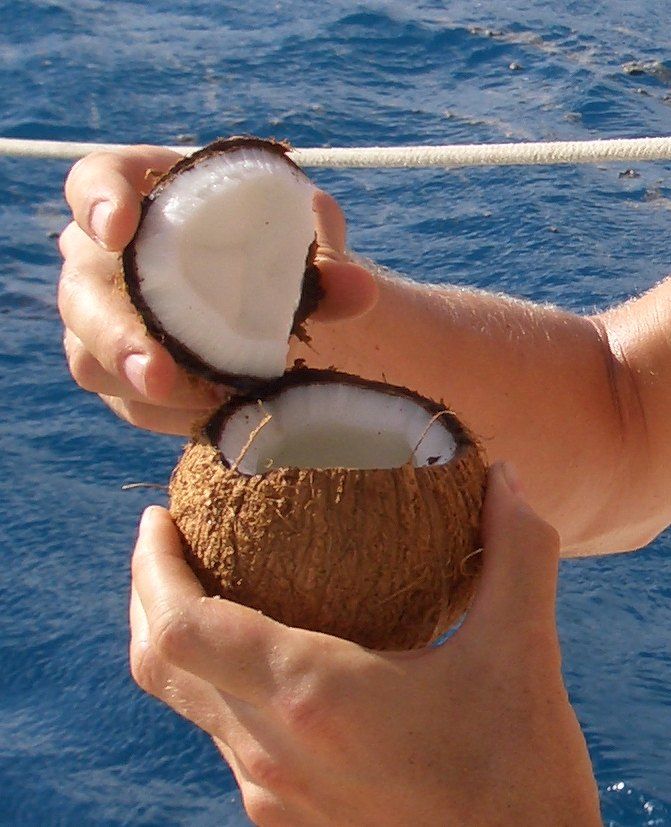 How to Open a Coconut : 4 Steps (with Pictures) - Instructables