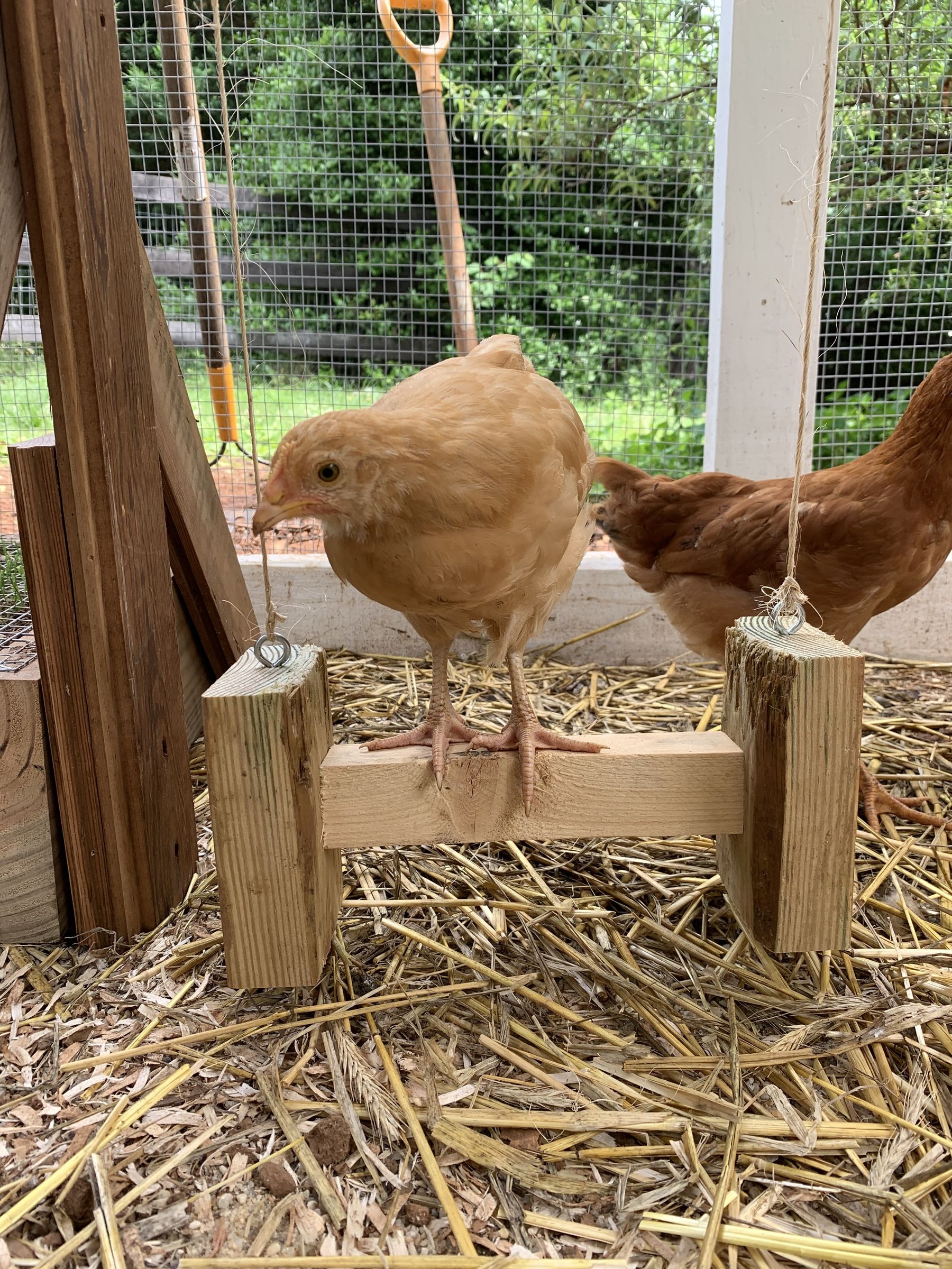 Chicken Playground : 20 Steps (with Pictures) - Instructables