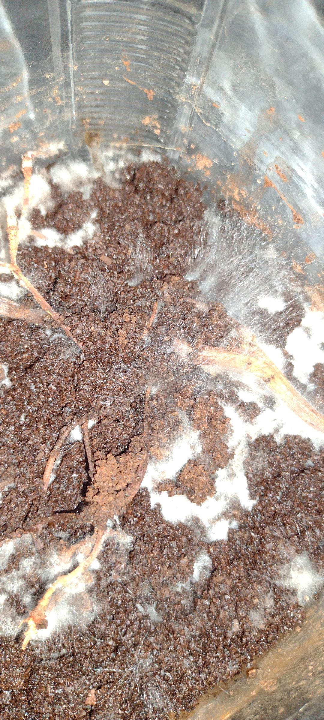 Making Mycelium : 5 Steps (with Pictures) - Instructables