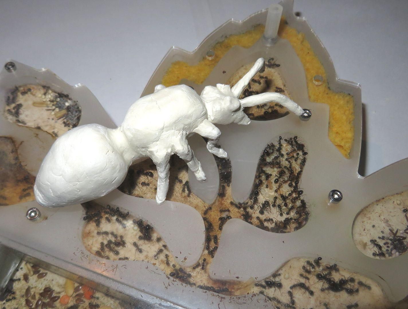 Larger Than the Natural Life Ant Sculpture : 3 Steps (with Pictures ...
