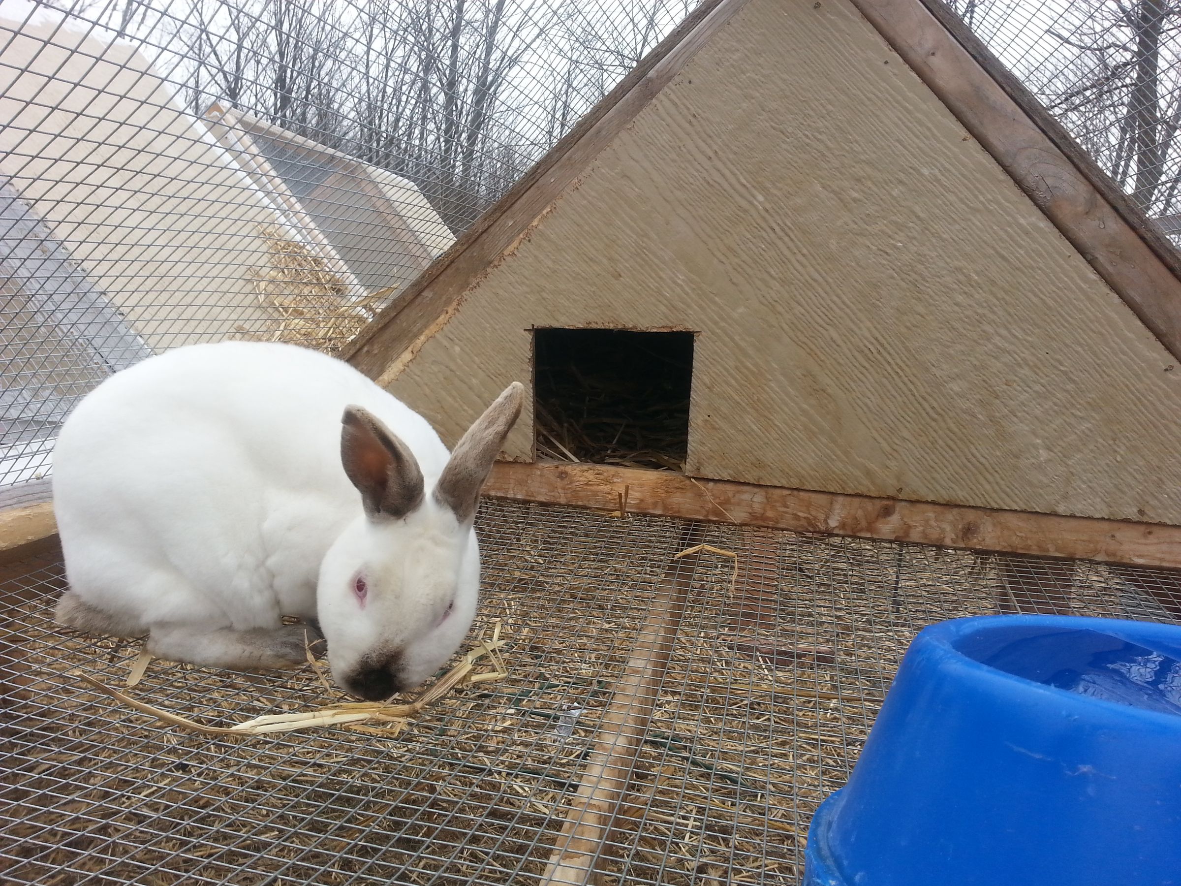 Super Great A-frame Rabbit Hutch! : 6 Steps (with Pictures) - Instructables