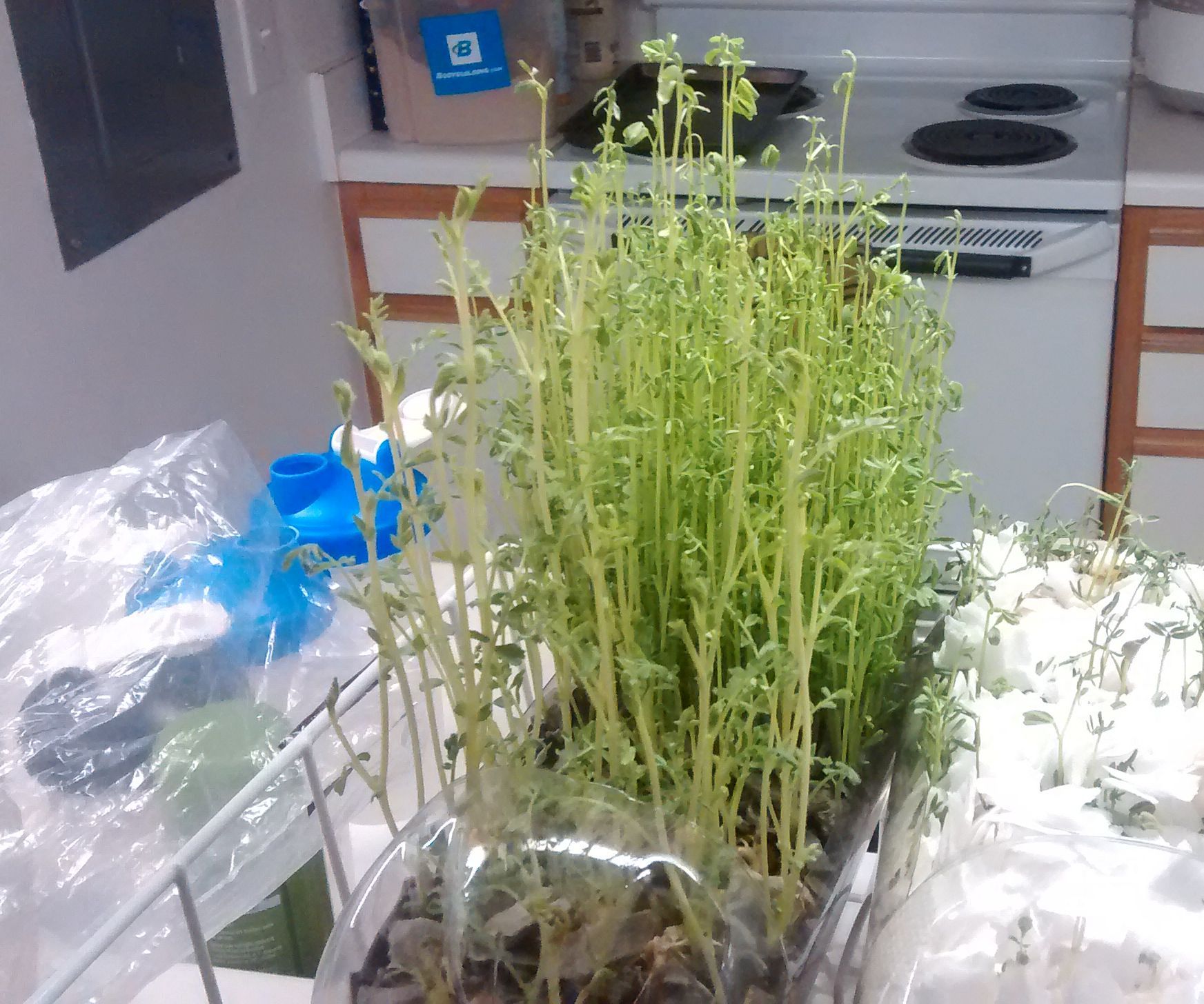 Your Nutrition Genesis: Growing Sprouts : 14 Steps (with Pictures ...