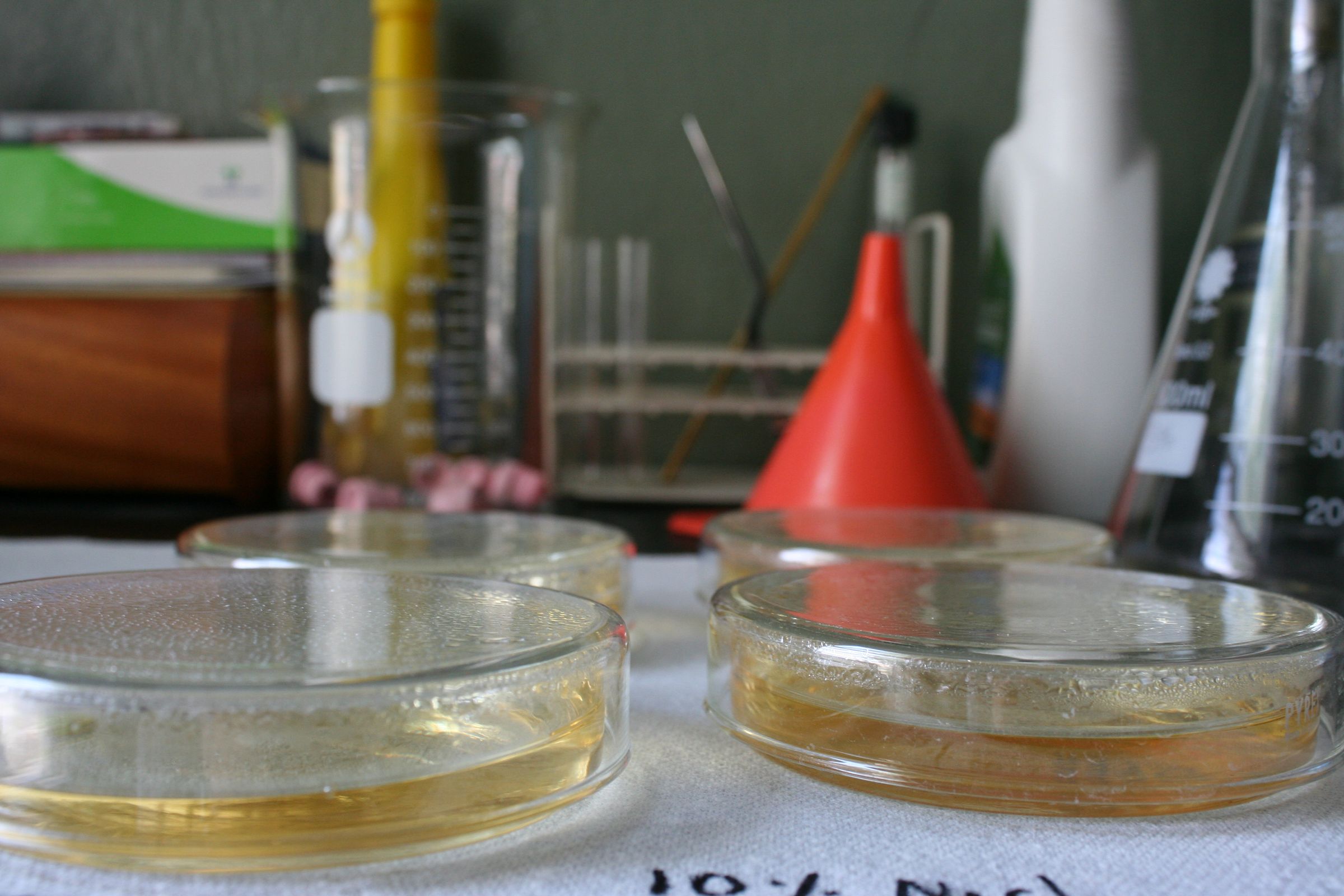 Bioluminescent Bacterial Lightbulb / Water Pollution Tester : 11 Steps ...